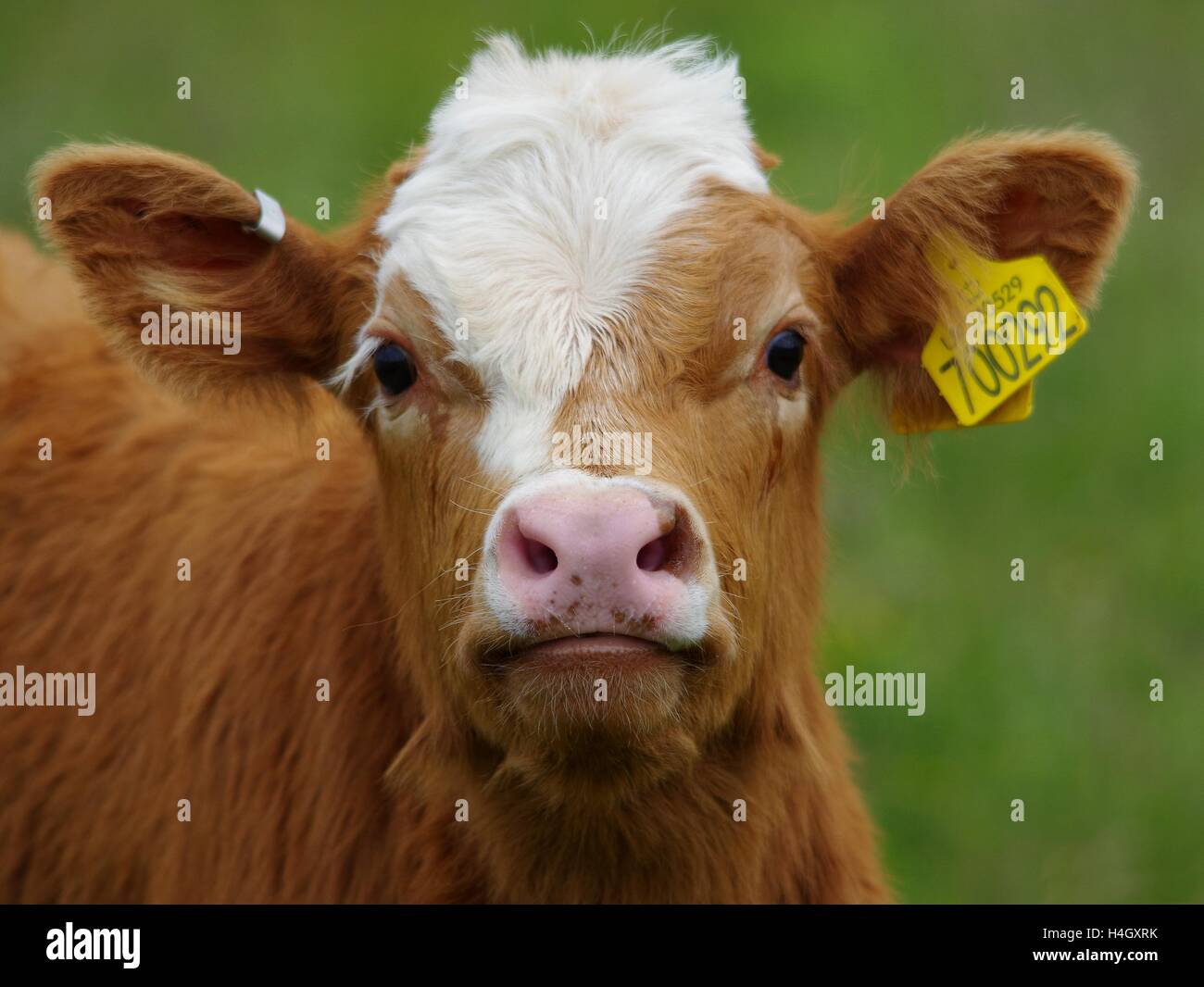 Cute cow hi-res stock photography and images - Alamy