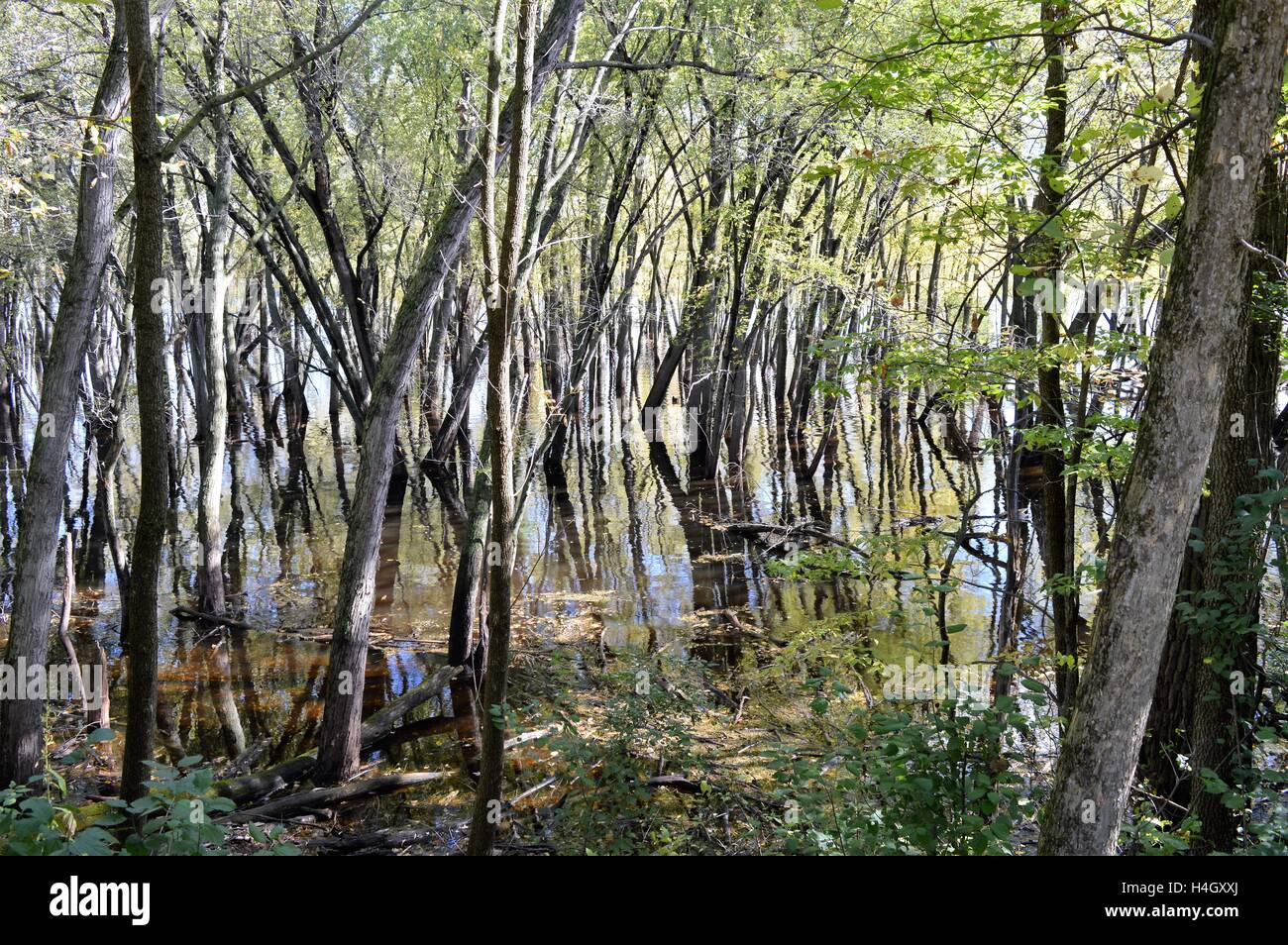 Trees Reflecting in the Water Stock Photo - Alamy