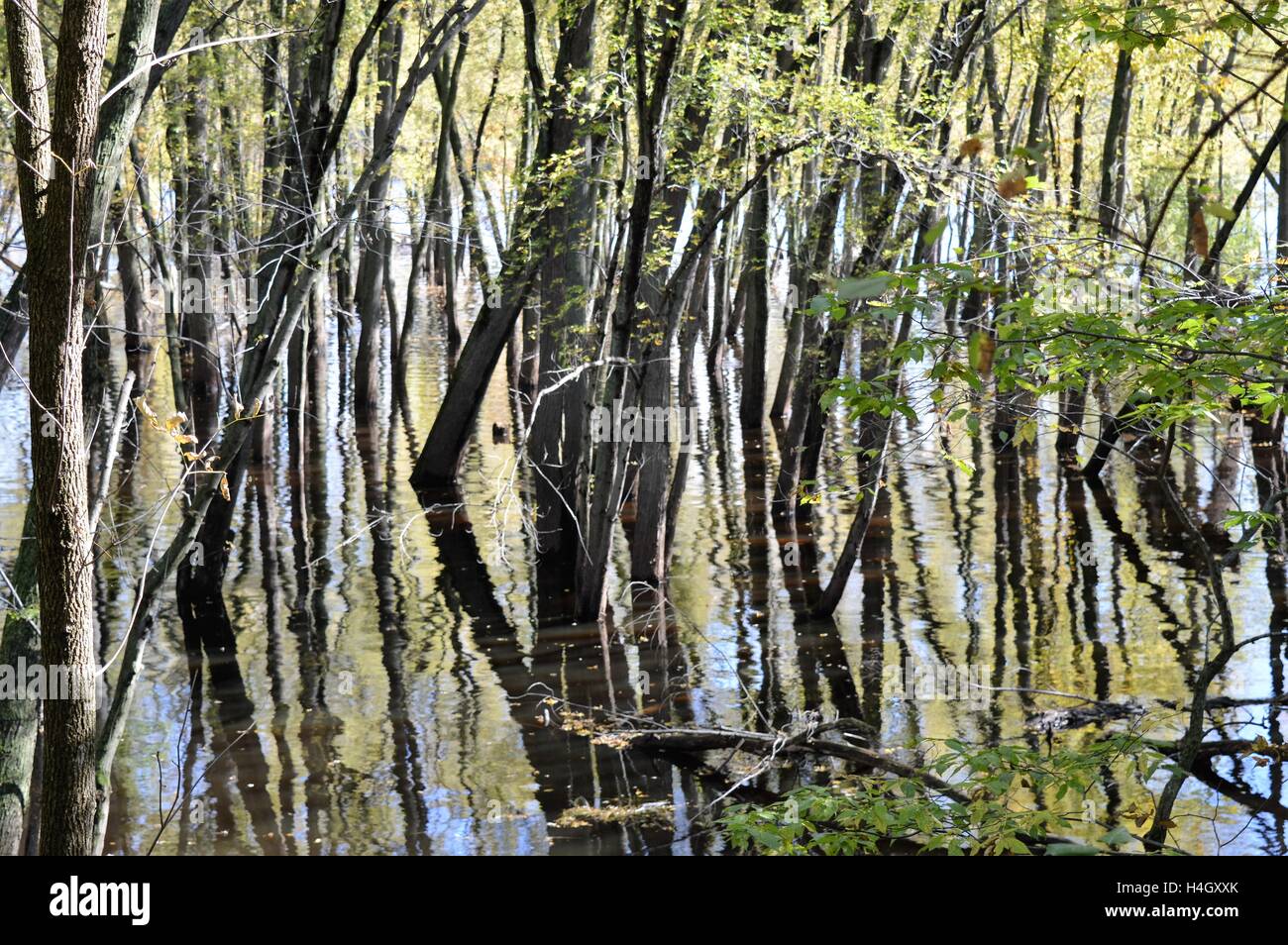 Trees Reflecting in the Water Stock Photo - Alamy