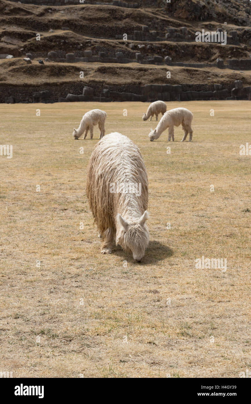 Four llamas grazing on the grounds of Saksaywaman near Cusco, Peru ...