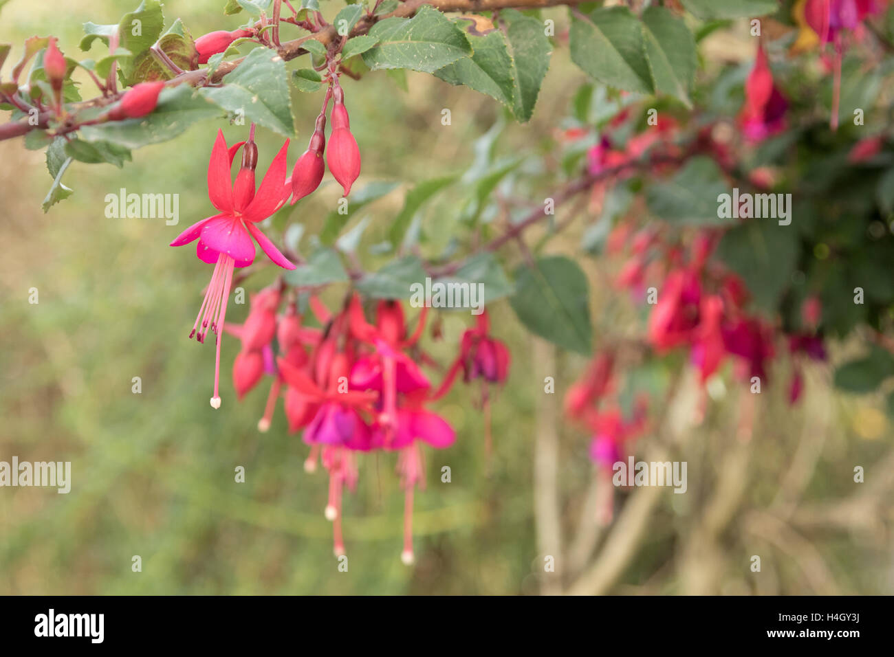 Cusco hills flowers hi-res stock photography and images - Alamy