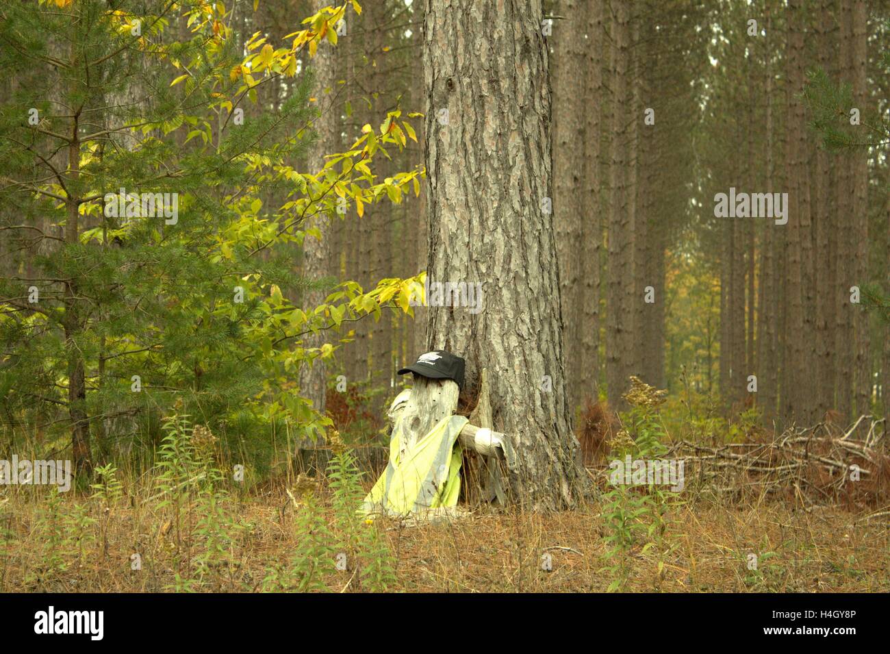 Boy pines hi-res stock photography and images - Alamy