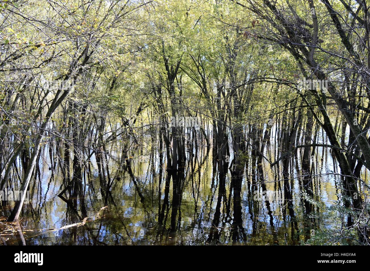 Trees Reflecting in the Water Stock Photo - Alamy