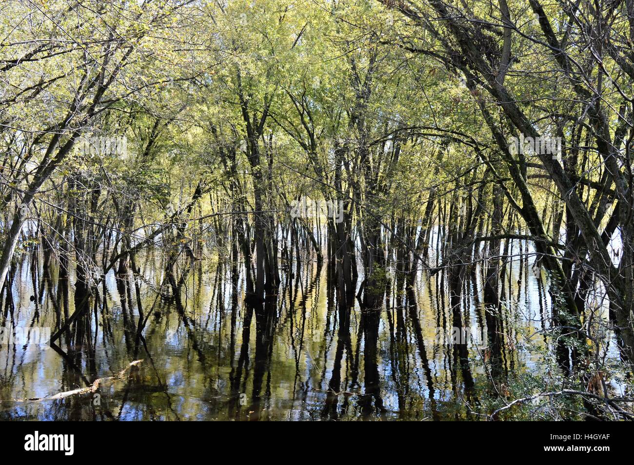 Trees Reflecting in the Water Stock Photo - Alamy