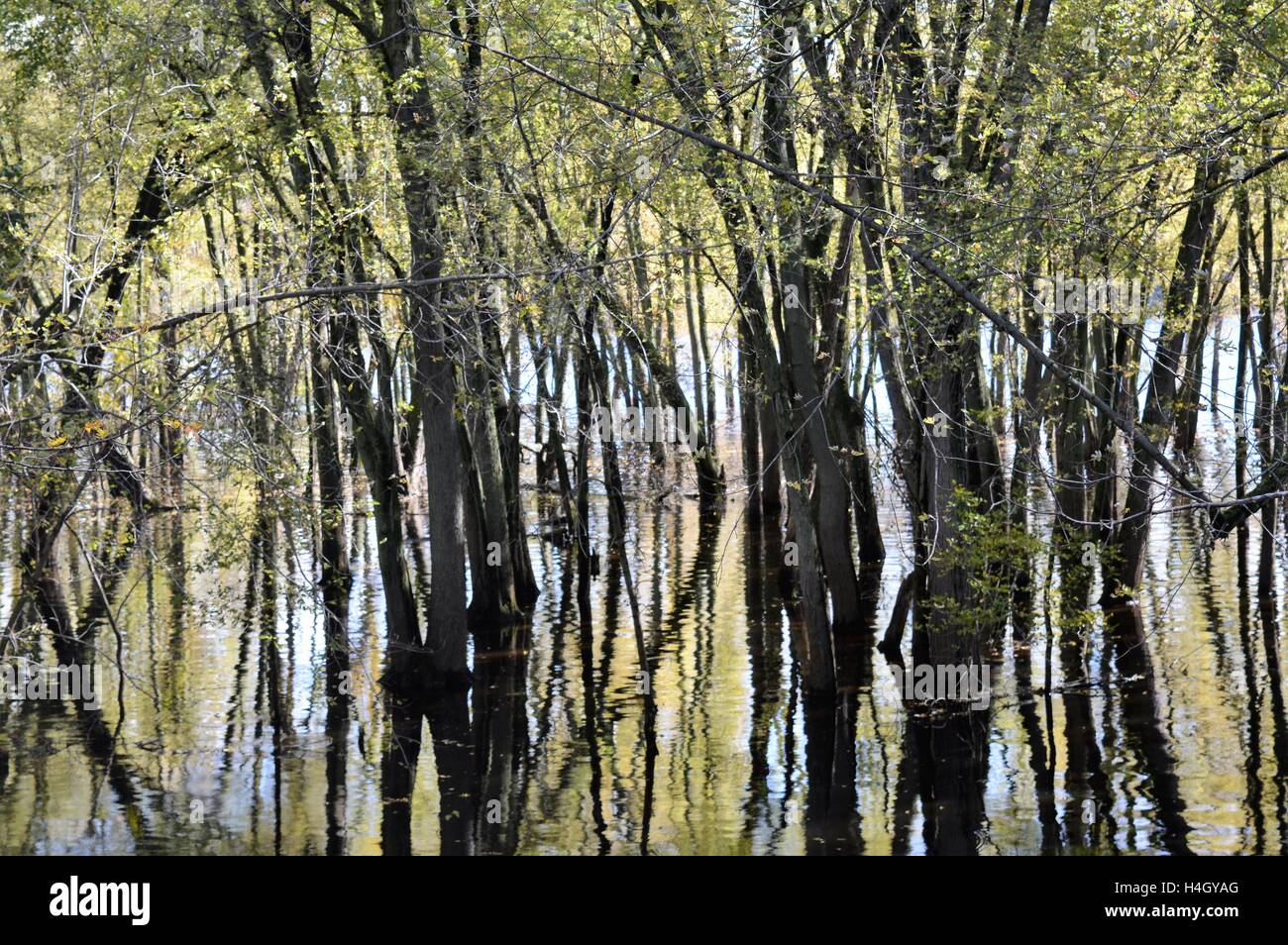Trees Reflecting in the Water Stock Photo - Alamy
