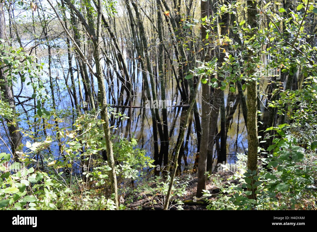 Trees Reflecting in the Water Stock Photo - Alamy