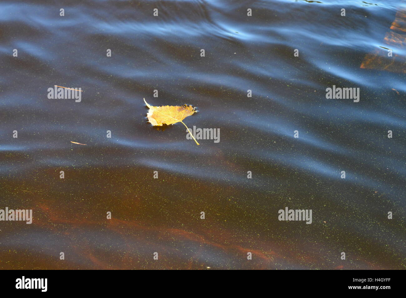 Yellow leaf floating hi-res stock photography and images - Alamy