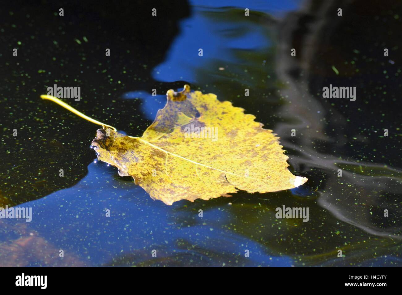 Leaf Floating in the Water Stock Photo - Alamy
