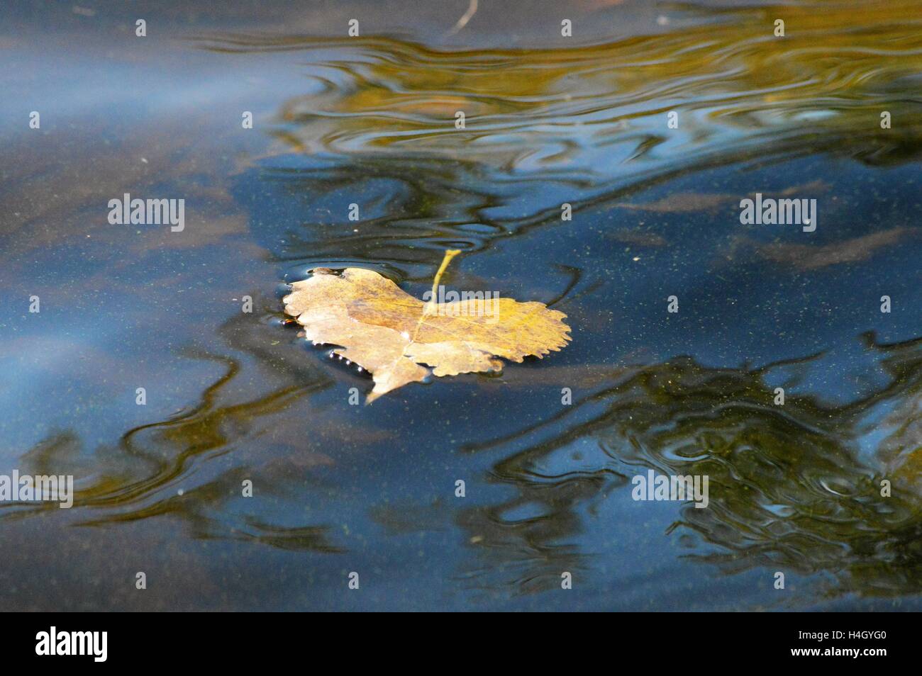 Leaf Floating in the Water Stock Photo - Alamy