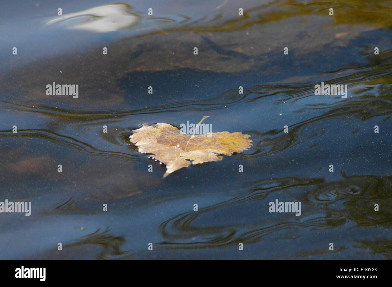 Leaf Floating in the Water Stock Photo - Alamy