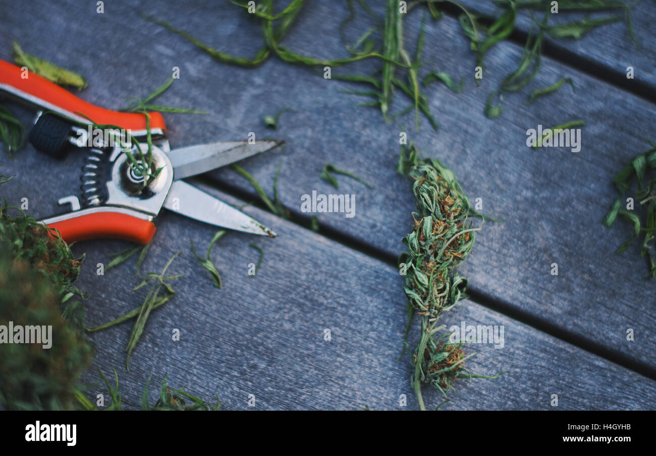 Cutting and drying Weed, marijuana, cannabis Stock Photo - Alamy