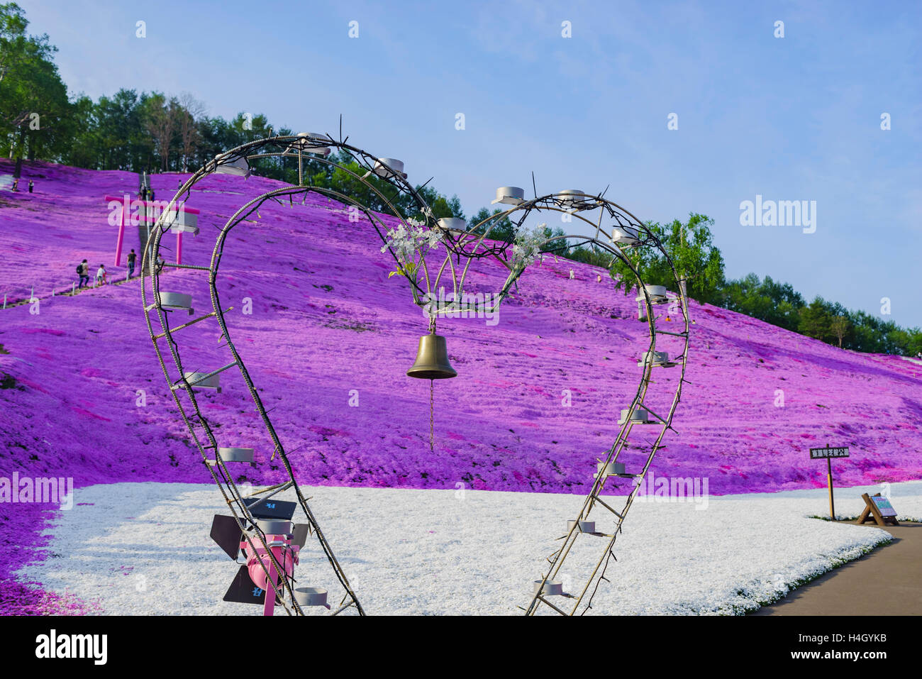 The beautiful pink Shiba Sakura at Hokkaido, Japan Stock Photo - Alamy