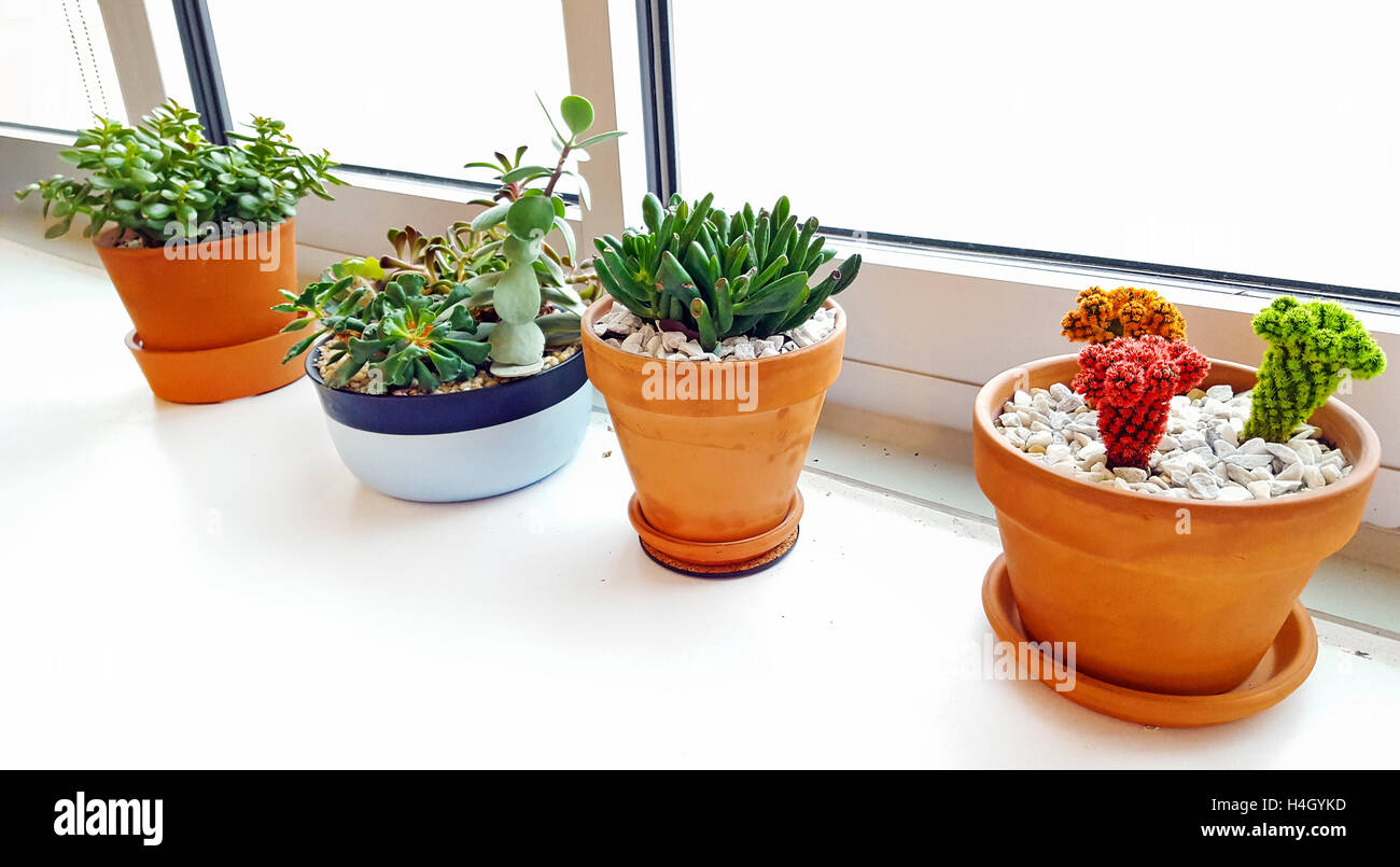 Variety cactus pot plant hi-res stock photography and images - Alamy