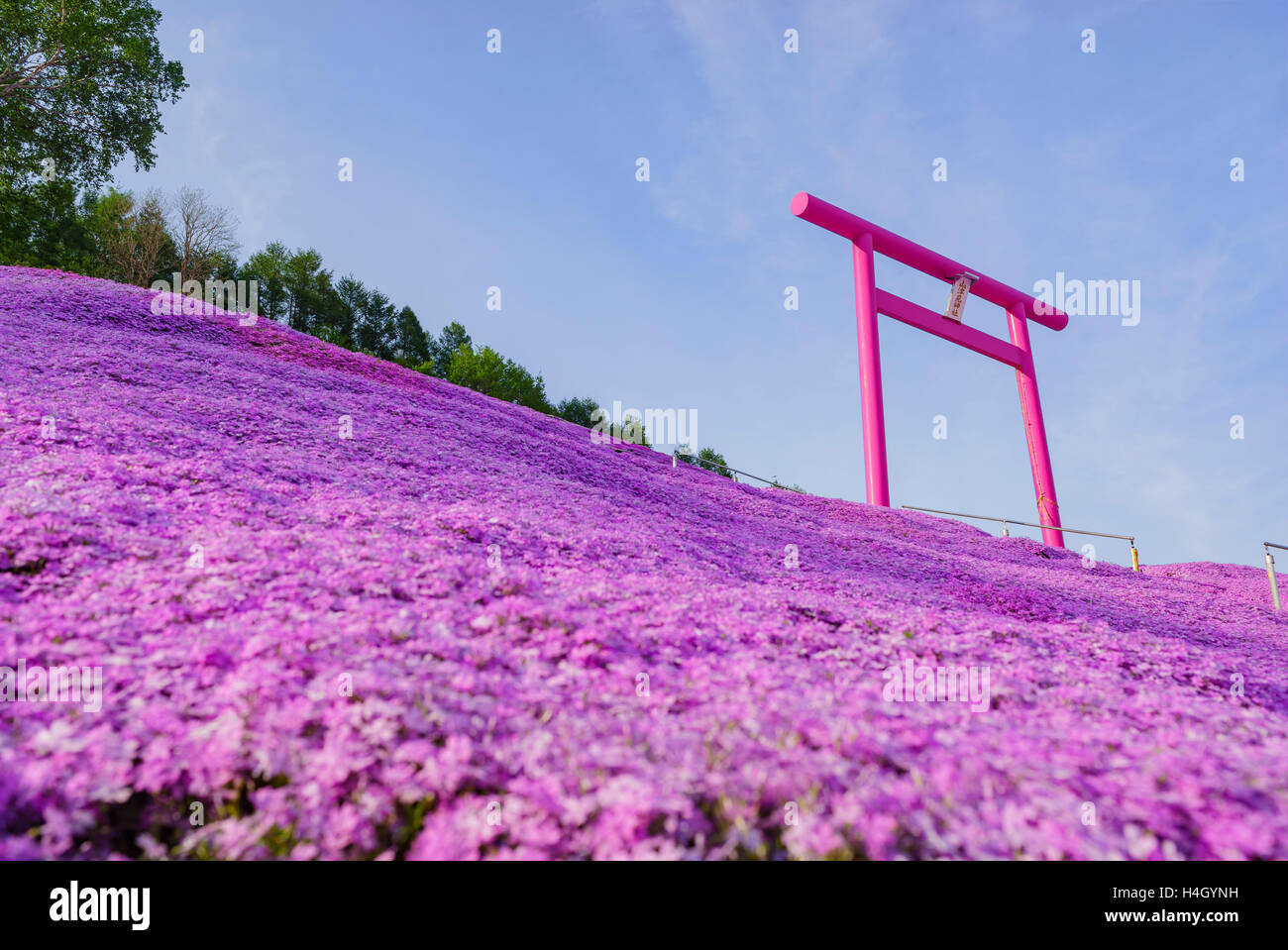 The beautiful pink Shiba Sakura at Hokkaido, Japan Stock Photo - Alamy