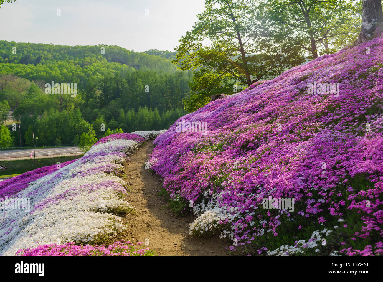 The beautiful pink Shiba Sakura at Hokkaido, Japan Stock Photo - Alamy