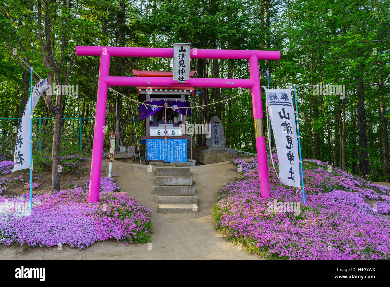 The beautiful pink Shiba Sakura at Hokkaido, Japan Stock Photo - Alamy