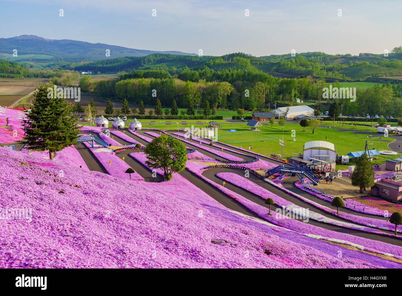 The beautiful pink Shiba Sakura at Hokkaido, Japan Stock Photo - Alamy