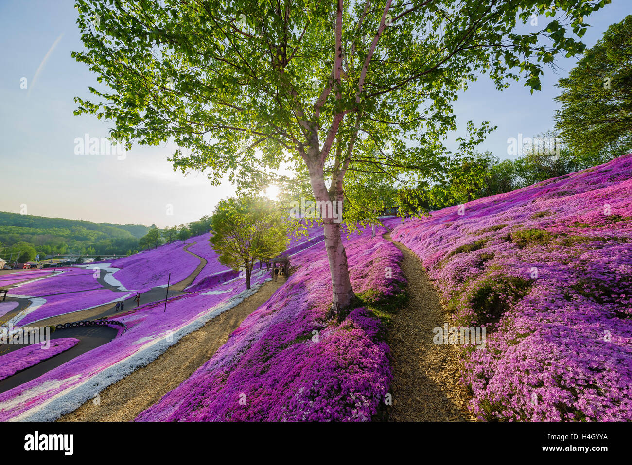 The beautiful pink Shiba Sakura at Hokkaido, Japan Stock Photo - Alamy