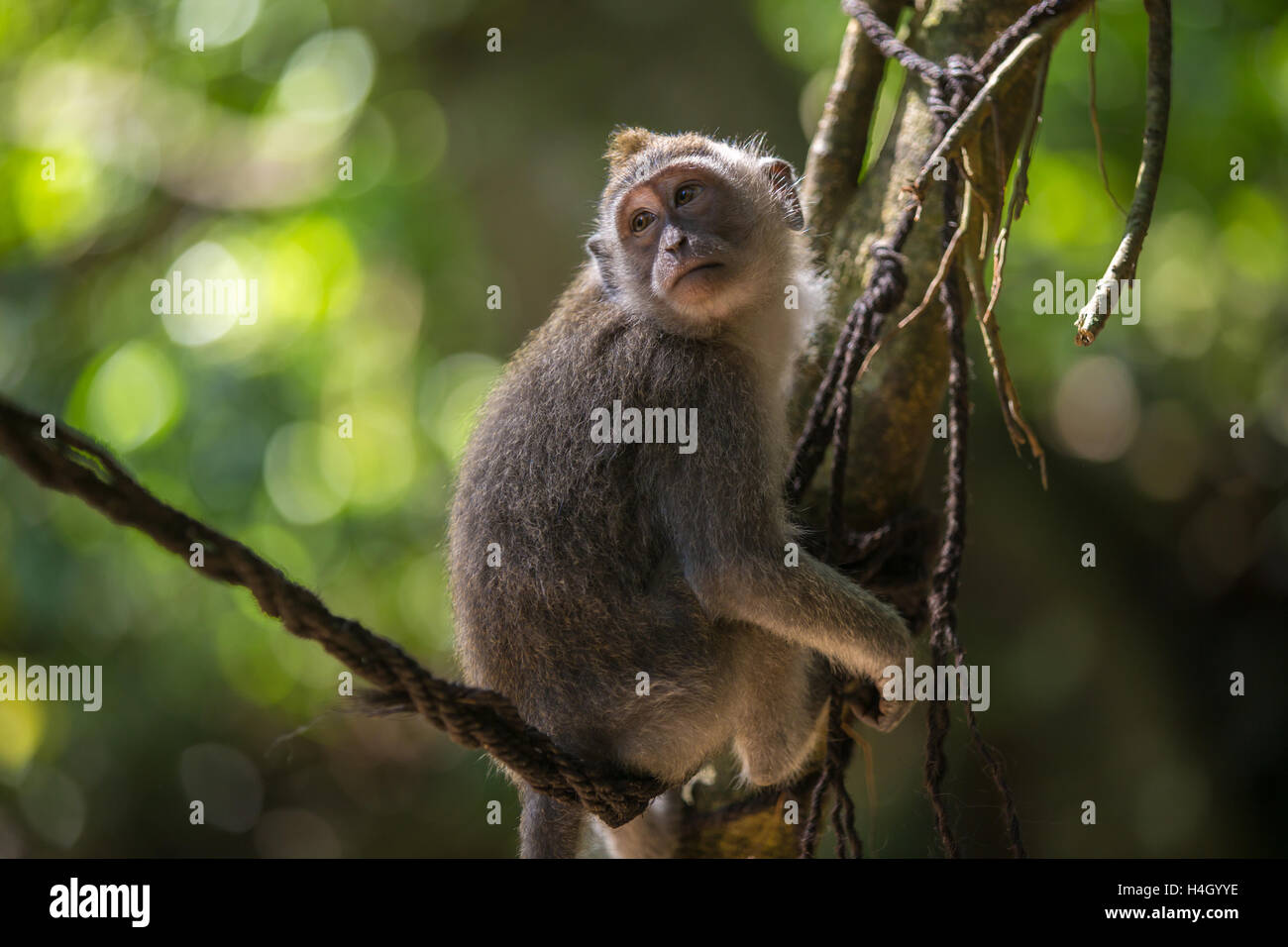 Face grey monkey macaque hi-res stock photography and images - Alamy