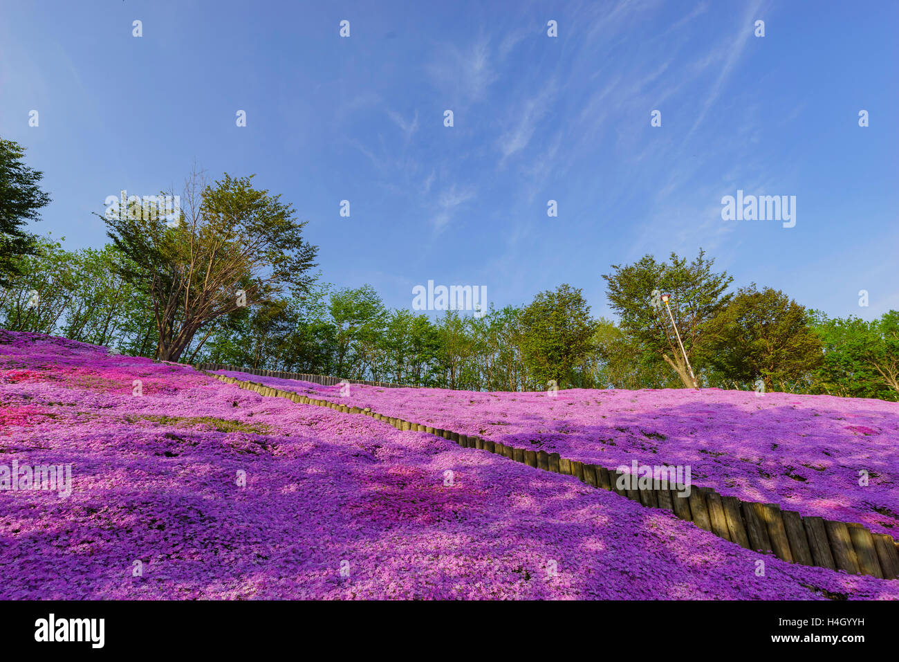 The beautiful pink Shiba Sakura at Hokkaido, Japan Stock Photo - Alamy