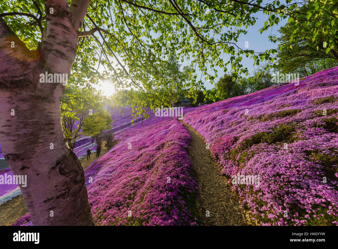 The beautiful pink Shiba Sakura at Hokkaido, Japan Stock Photo - Alamy