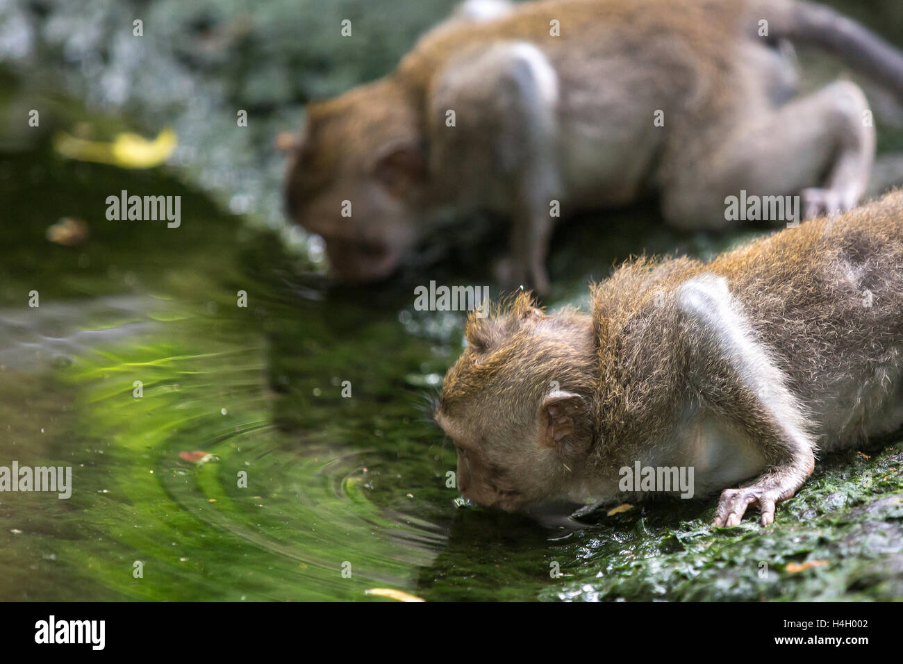 Cute monkey drinking water hi-res stock photography and images - Alamy