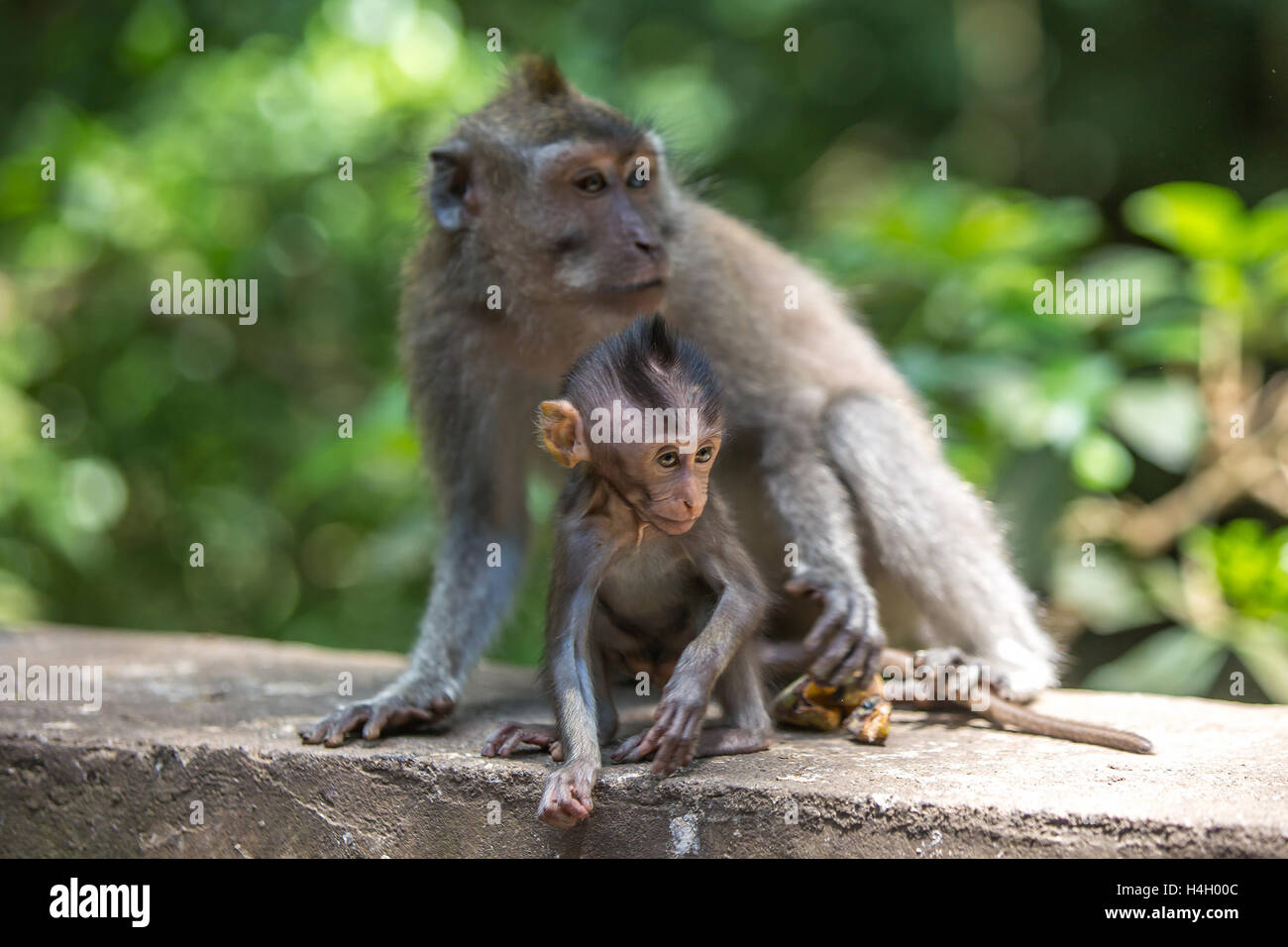 Balinese Long-Tailed Macaque Stock Photo - Alamy