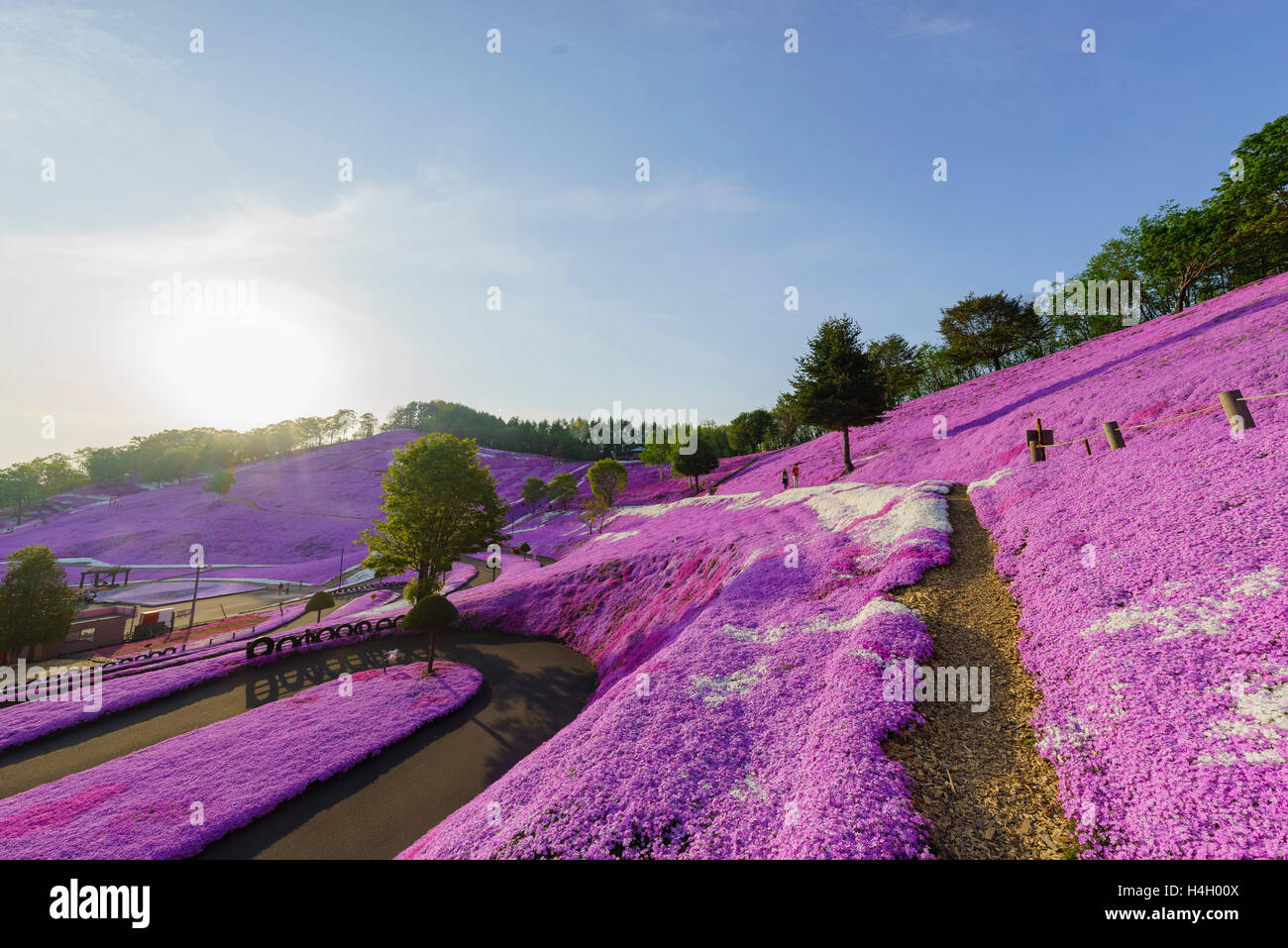 The beautiful pink Shiba Sakura at Hokkaido, Japan Stock Photo - Alamy