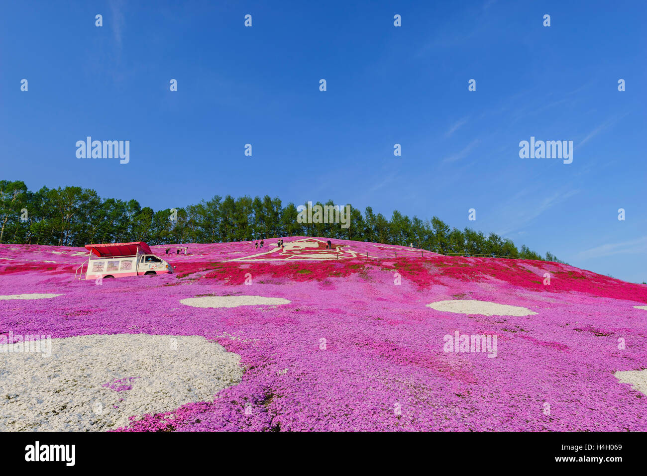 The beautiful pink Shiba Sakura at Hokkaido, Japan Stock Photo - Alamy
