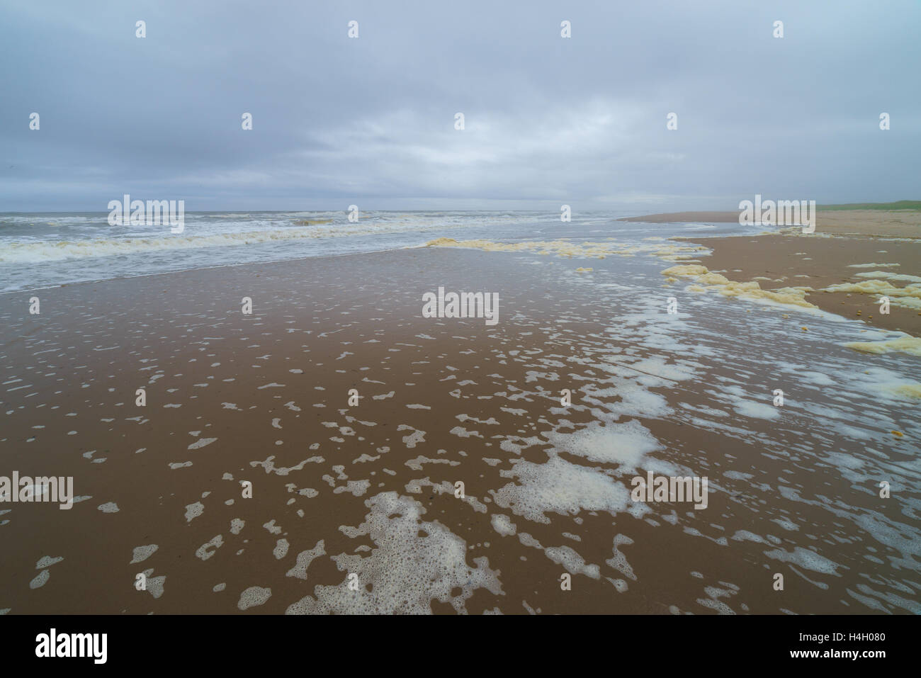 Sea foam on the shore, Sakhalin Island, Russia Stock Photo - Alamy