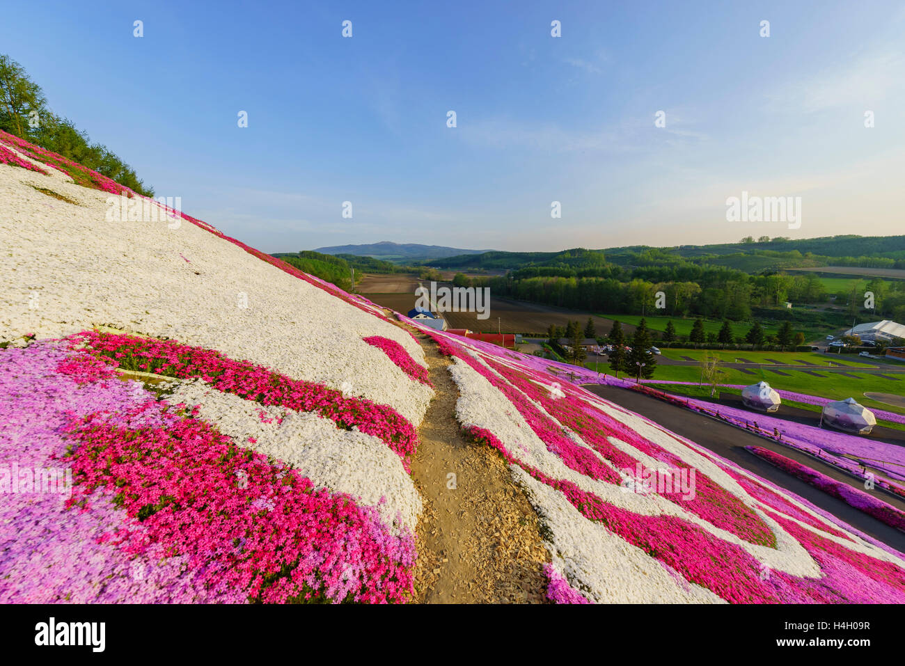 The beautiful pink Shiba Sakura at Hokkaido, Japan around sunset Stock ...