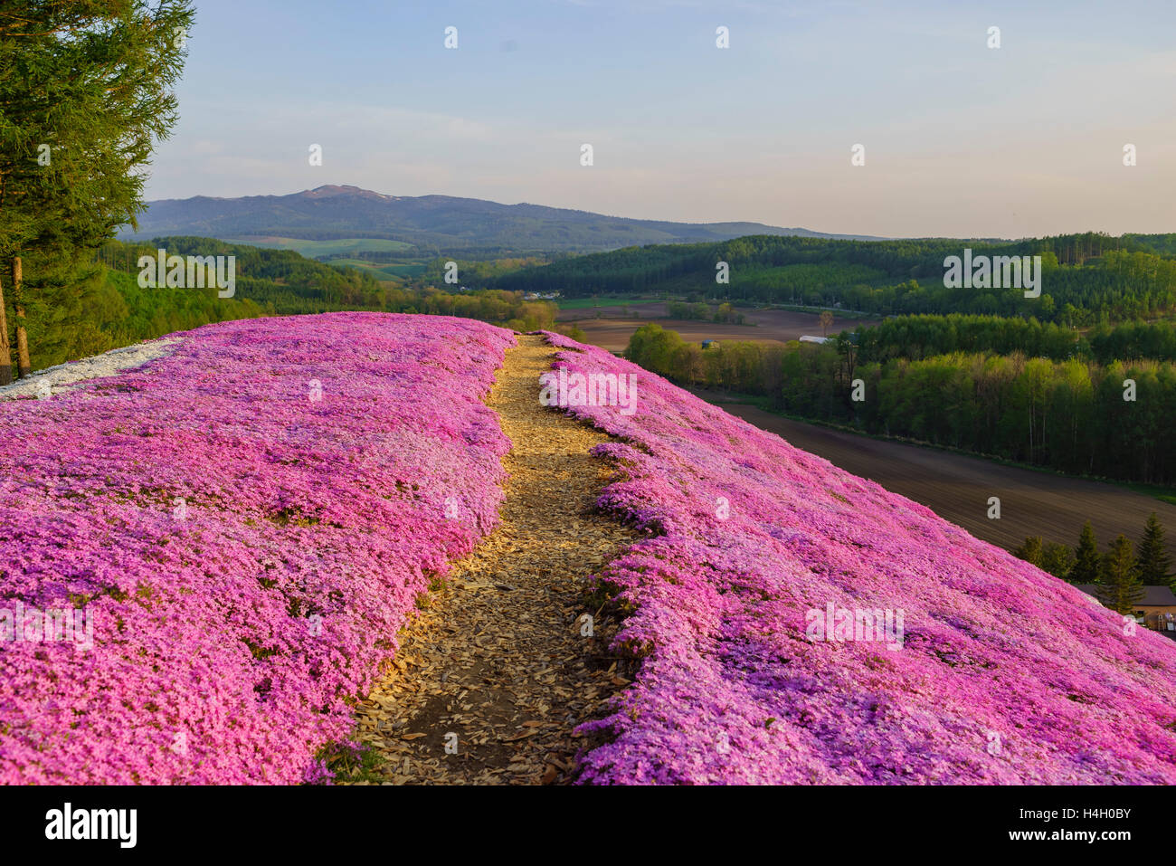 The beautiful pink Shiba Sakura at Hokkaido, Japan around sunset Stock ...