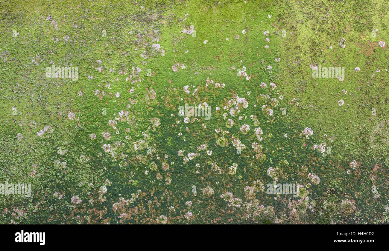 Old cracked decay wall background covered in green moss and mold Stock ...