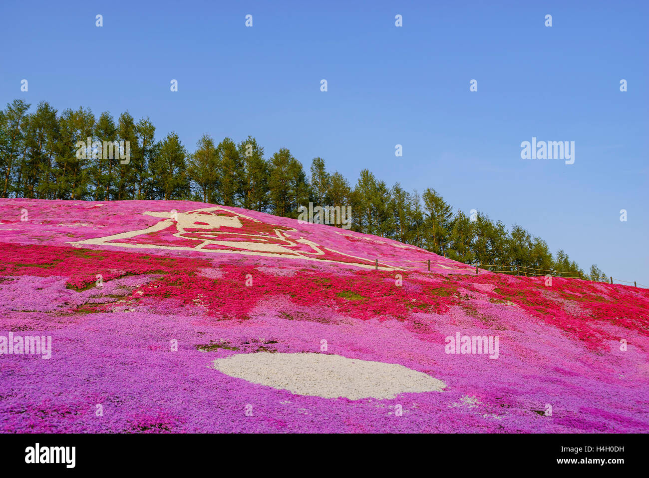The beautiful pink Shiba Sakura at Hokkaido, Japan around sunset Stock ...