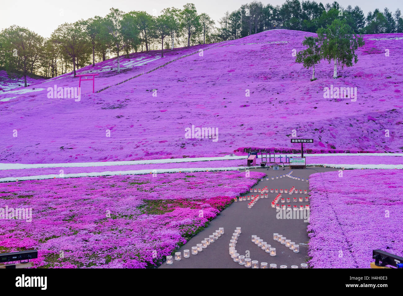 The beautiful pink Shiba Sakura at Hokkaido, Japan around sunset Stock ...