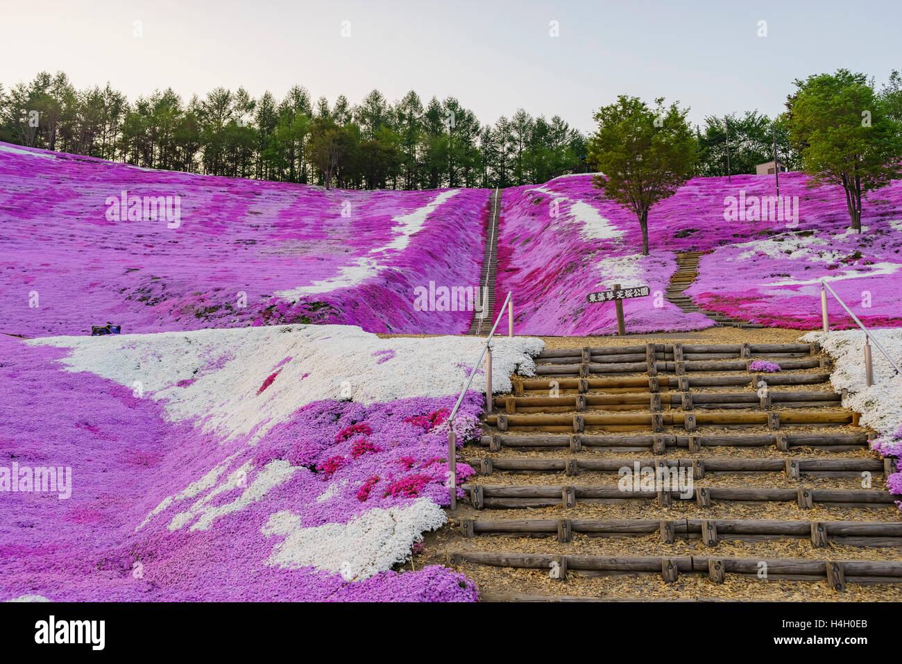 The beautiful pink Shiba Sakura at Hokkaido, Japan around sunset Stock ...