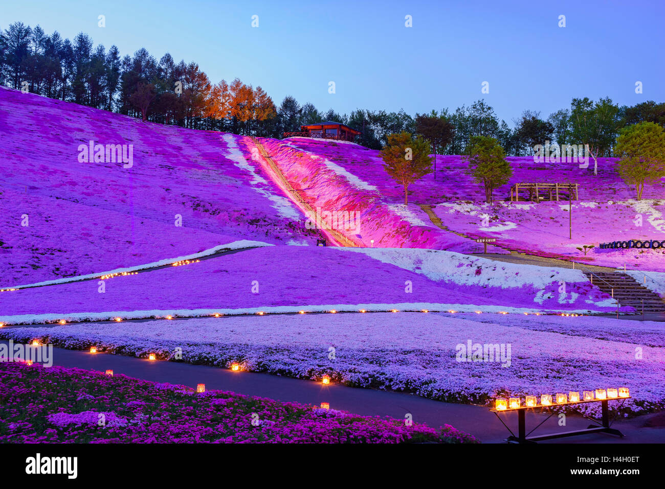 The beautiful pink Shiba Sakura at Hokkaido, Japan around twilight ...