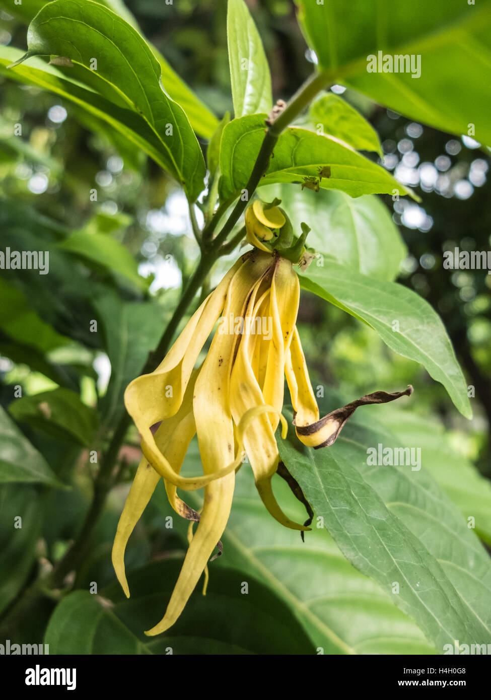 yellow thin flower called "Desmos chinensis" in thailand Stock Photo ...