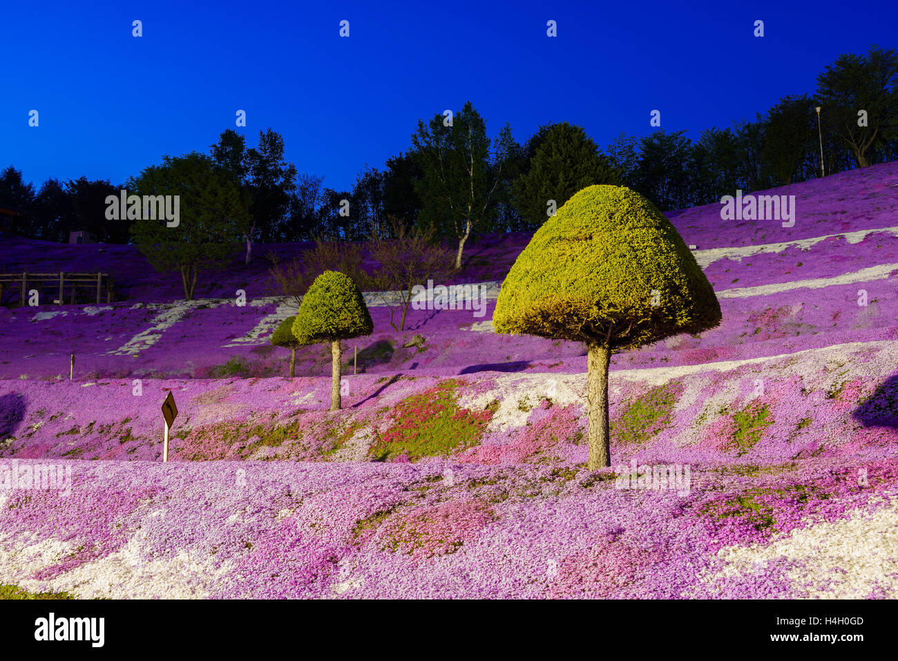 The beautiful pink Shiba Sakura at Hokkaido, Japan around twilight ...
