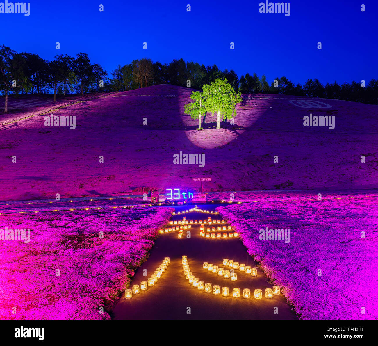 The beautiful pink Shiba Sakura at Hokkaido, Japan around twilight ...