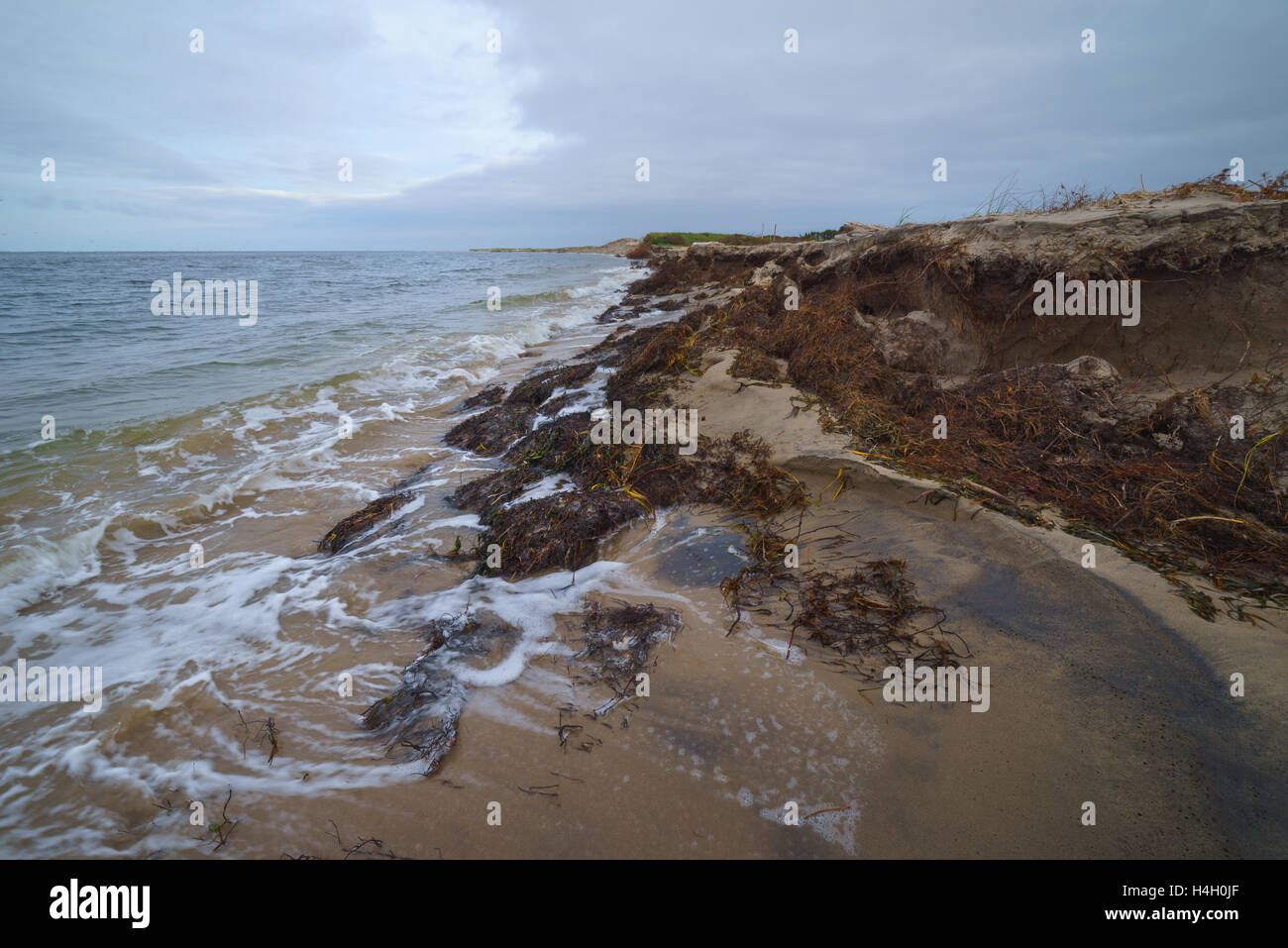 Natural peat pieces on the seashore, Sakhalin Island, Russia Stock ...