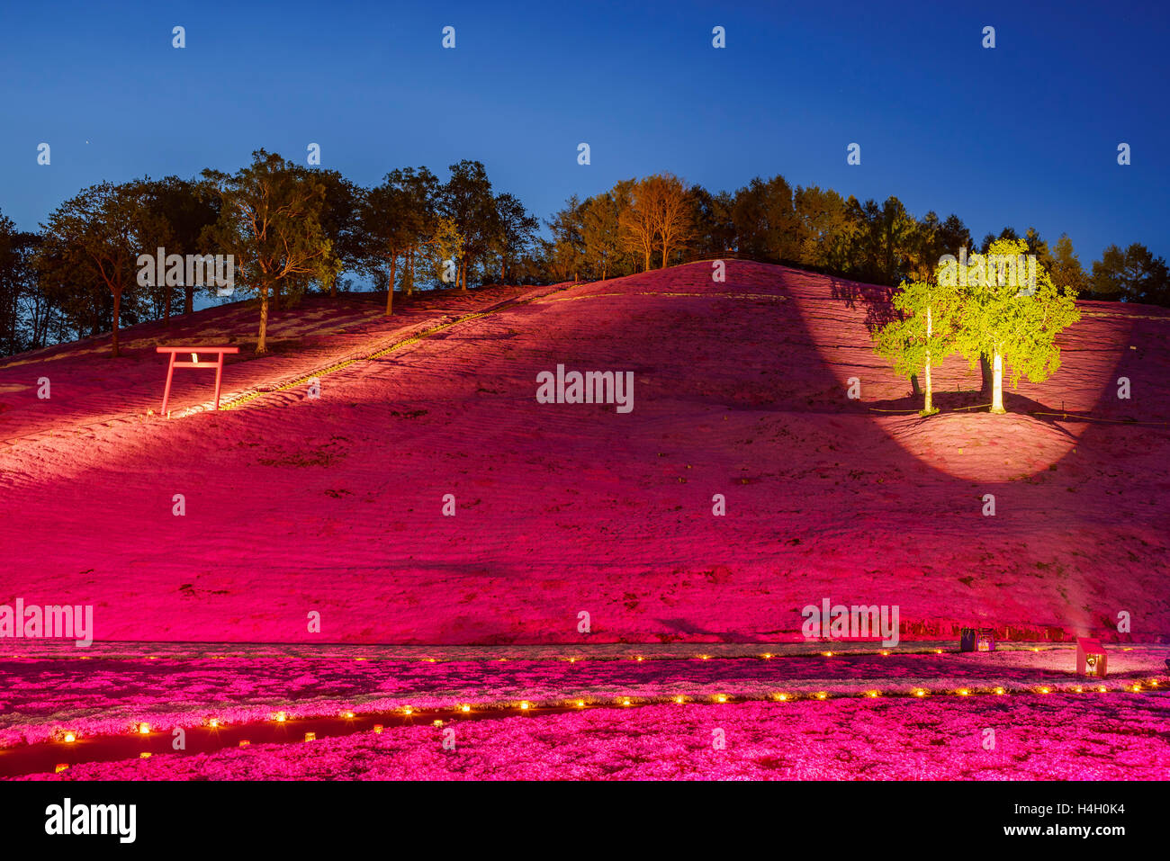 The beautiful pink Shiba Sakura at Hokkaido, Japan around twilight ...