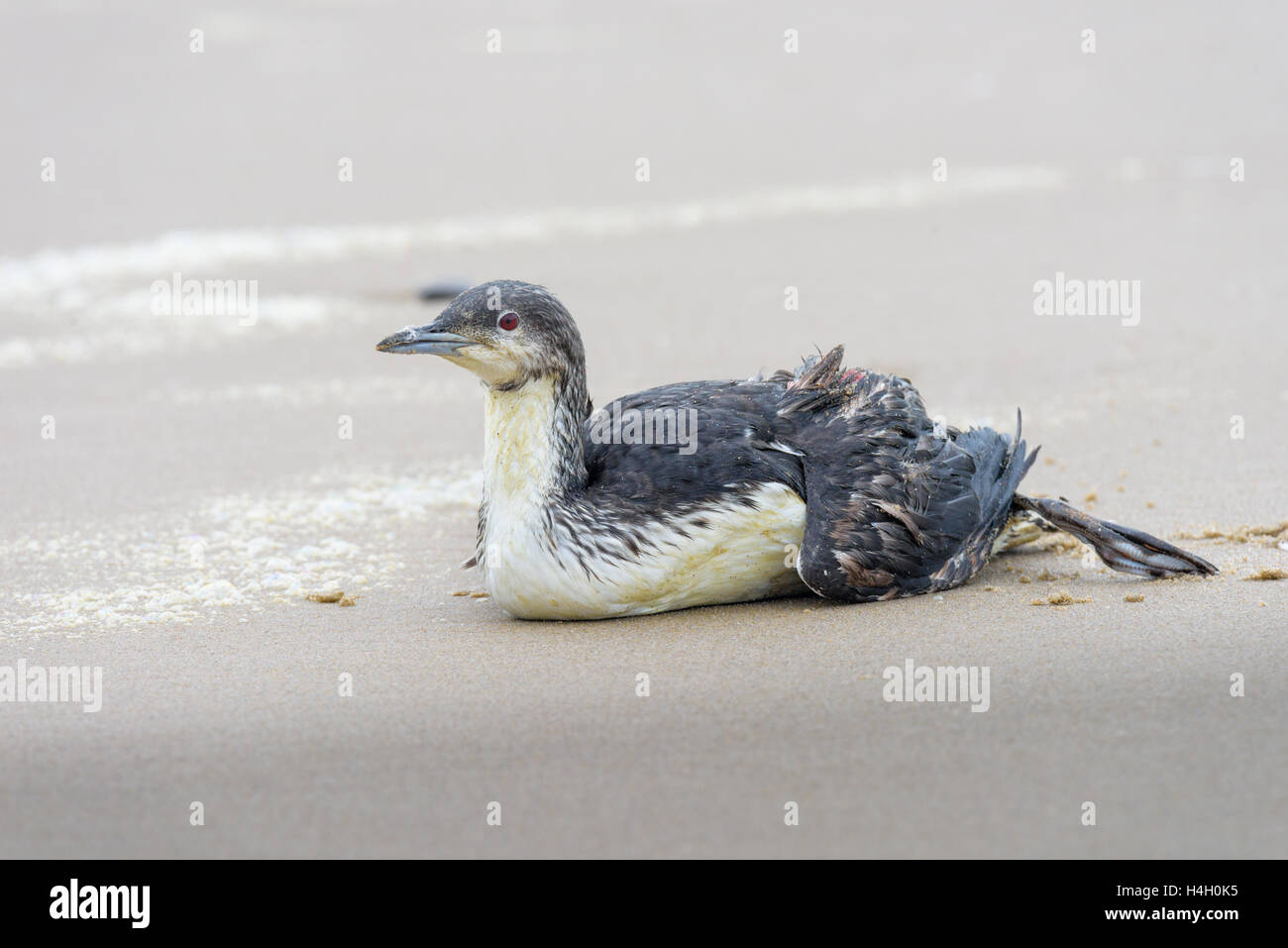 Wounded duck, Sakhalin Island, Russia Stock Photo - Alamy