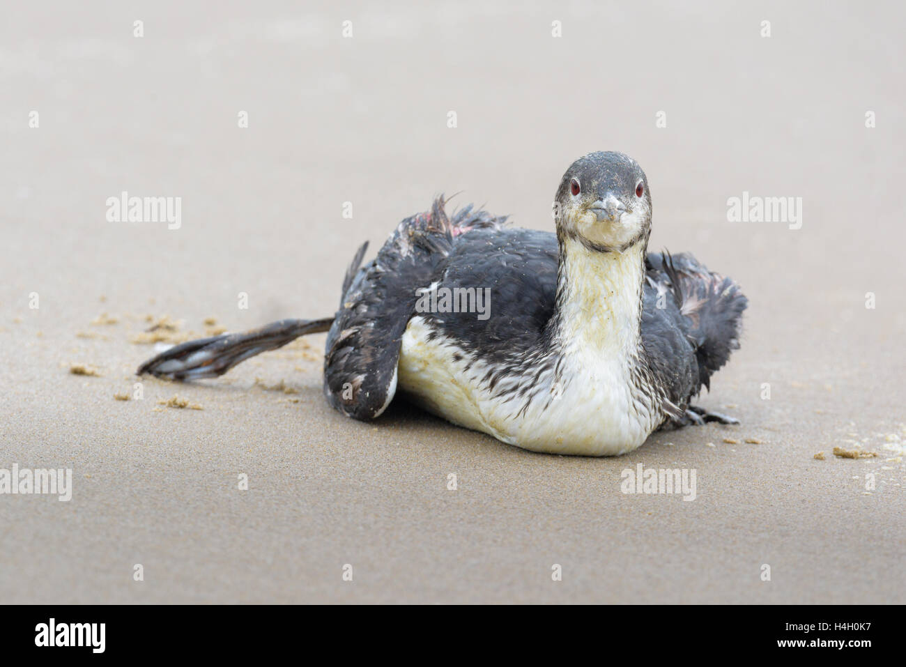 Wounded duck, Sakhalin Island, Russia Stock Photo - Alamy