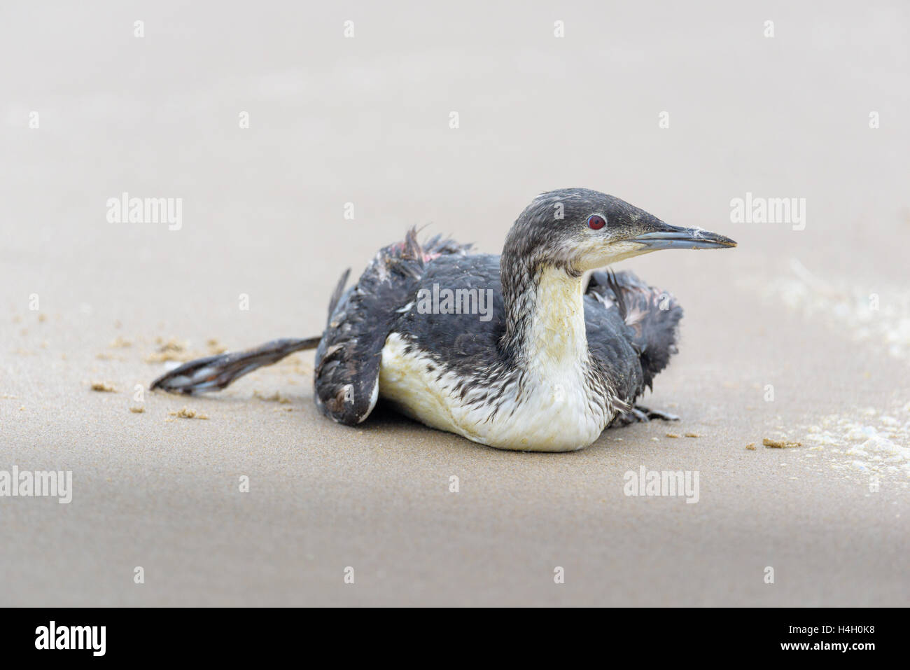 Wounded duck, Sakhalin Island, Russia Stock Photo - Alamy