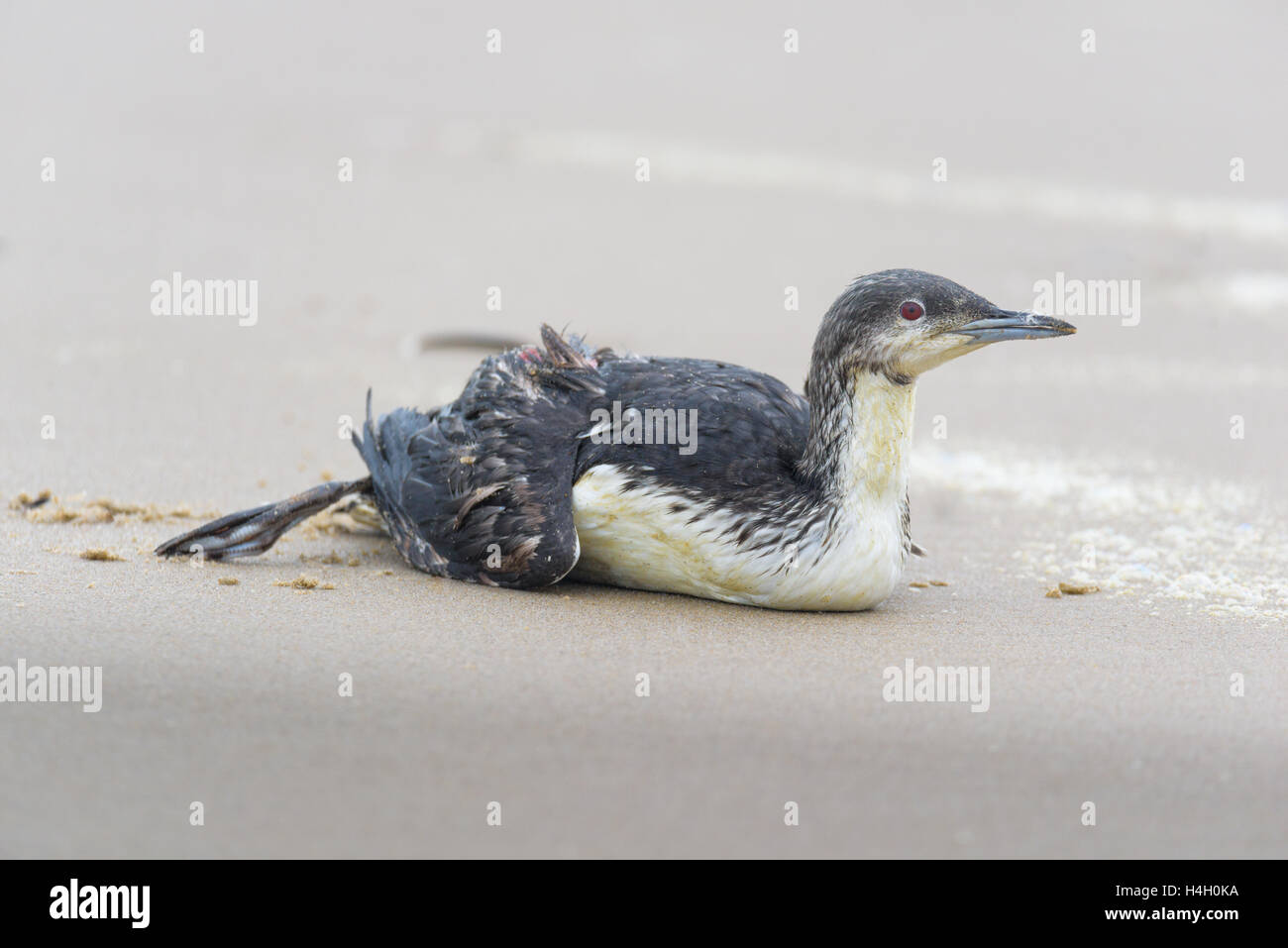 Wounded duck, Sakhalin Island, Russia Stock Photo - Alamy