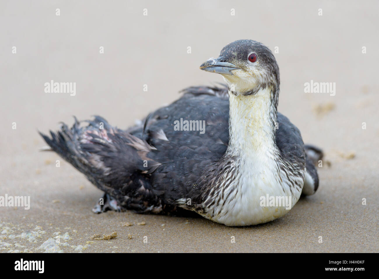 Wounded duck, Sakhalin Island, Russia Stock Photo - Alamy