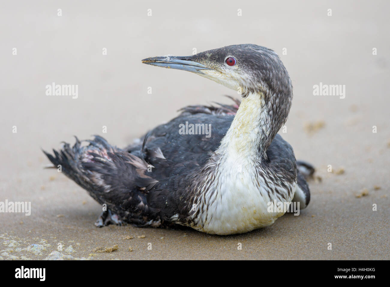 Wounded duck hi-res stock photography and images - Alamy