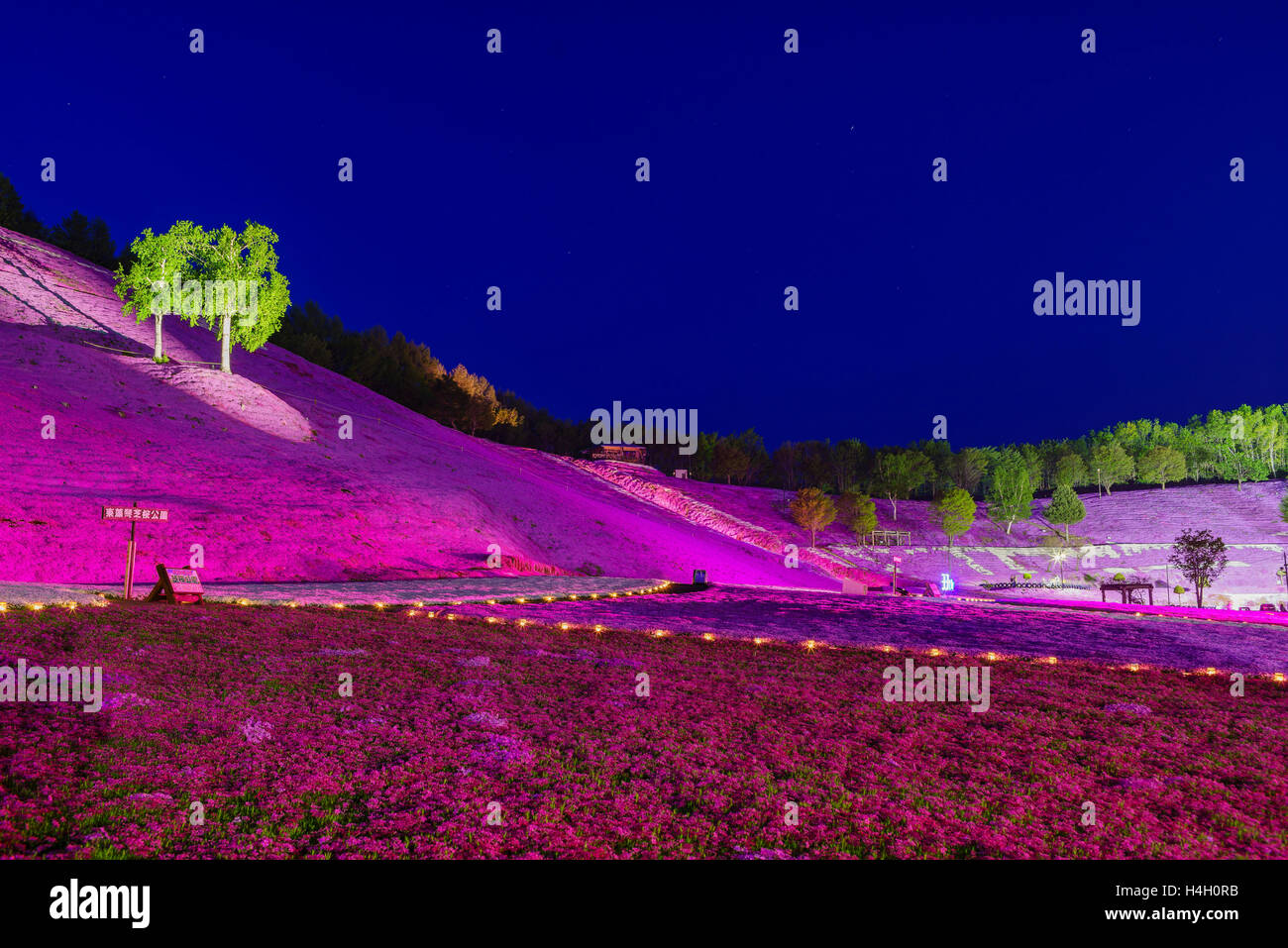 The beautiful pink Shiba Sakura at Hokkaido, Japan around twilight ...