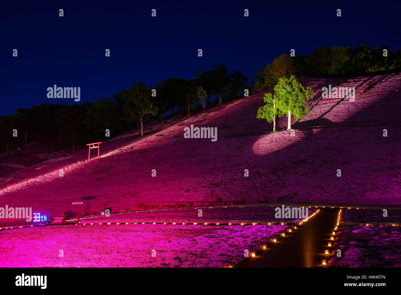 The beautiful pink Shiba Sakura at Hokkaido, Japan around twilight ...